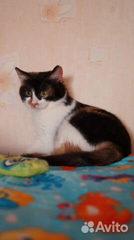 Трехветный котенок девочка в добрые руки