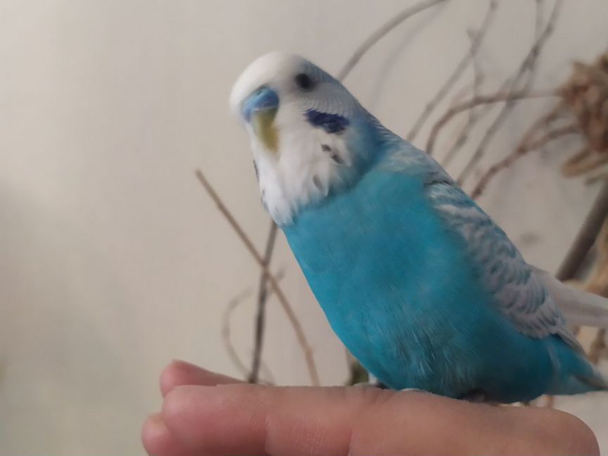 Супер ручной самец полуЧех