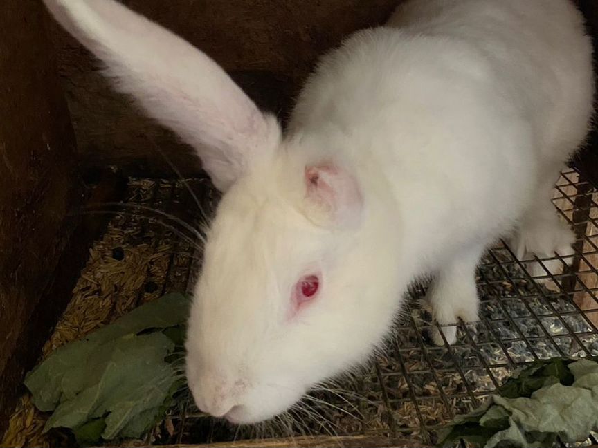 Павлиниха. Кролики. Фазаны