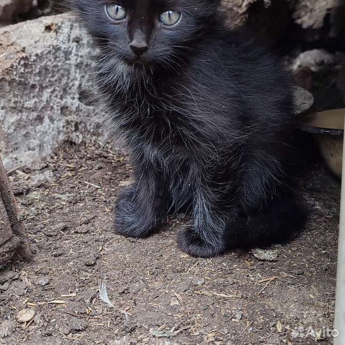 Бездомные котята в добрые руки бесплатно