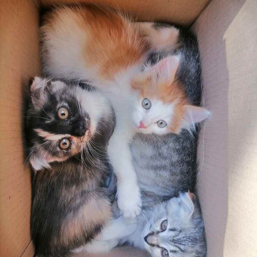 Котята в добрые руки