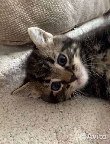 Полосатый котенок в добрые руки