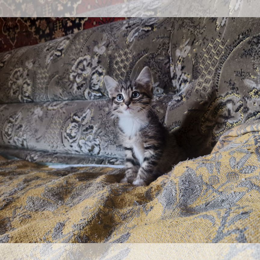 Котёнок в добрые руки