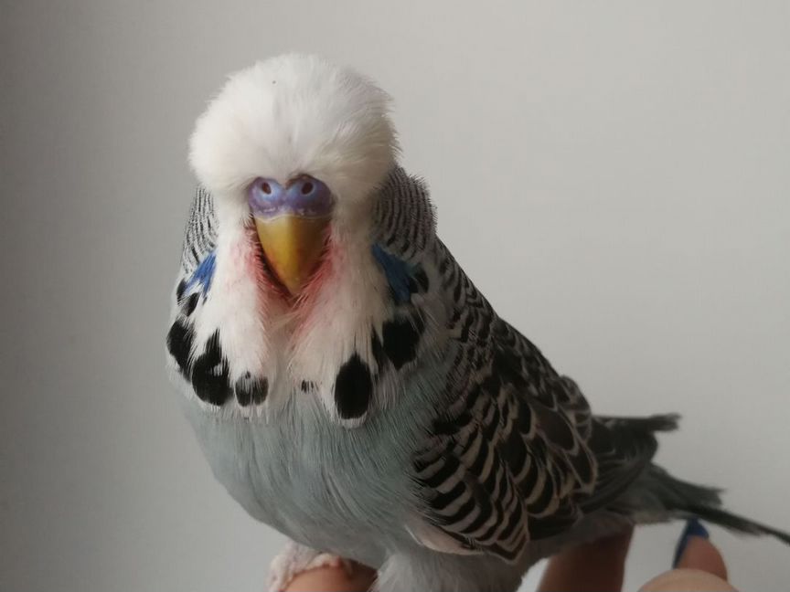 Попугай ввп, чех, подросток мальчик