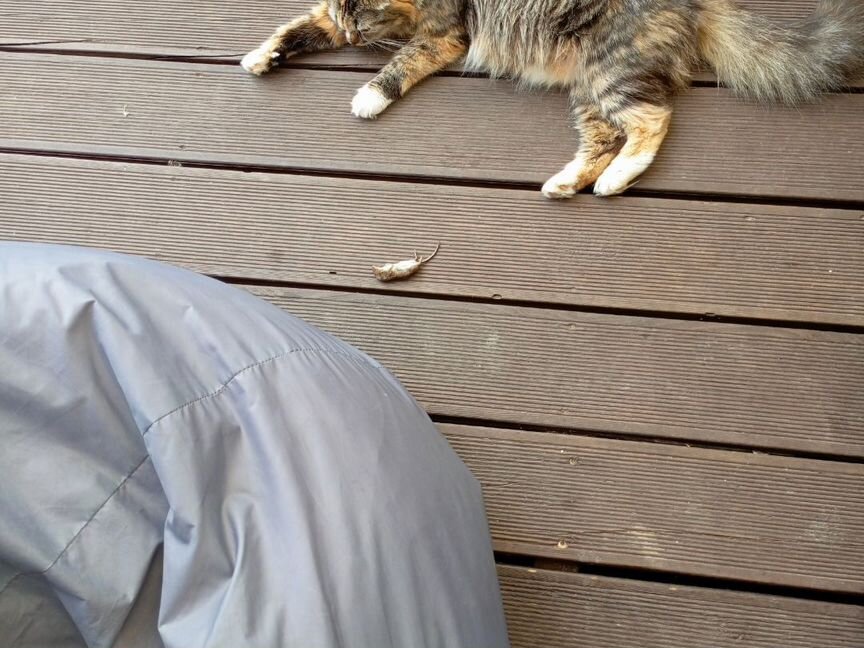 Отдаю котенка