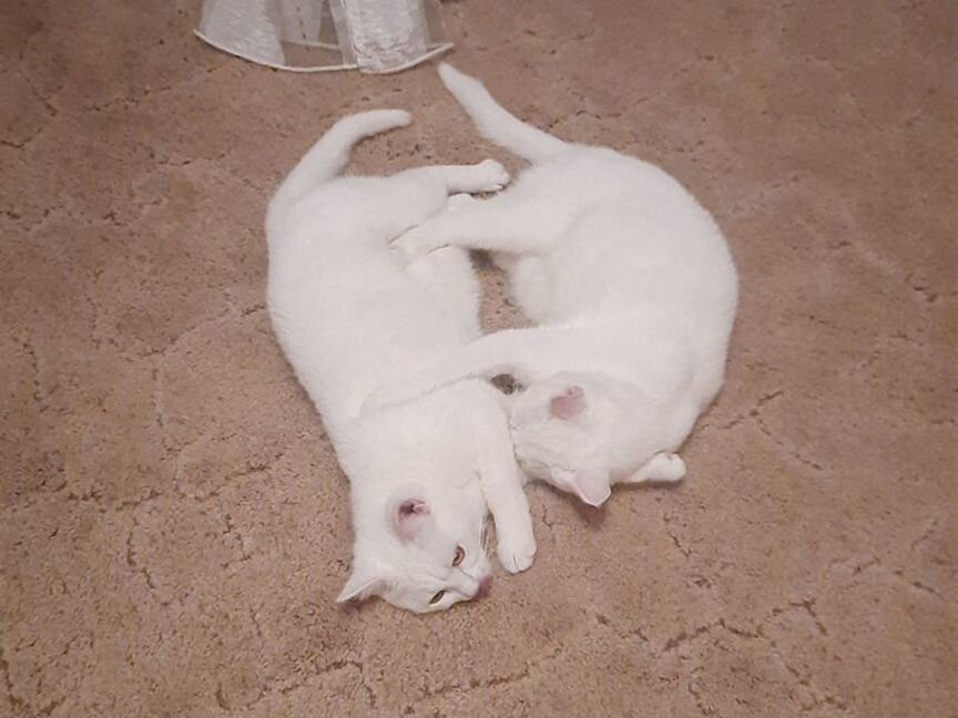 Отдам котят в добрые руки