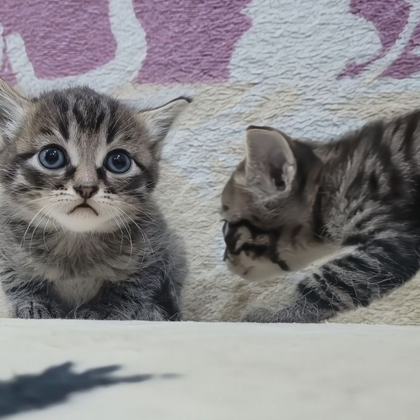 Египетская мау котёнок