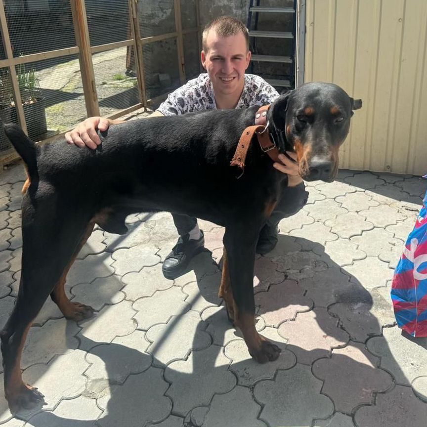 Доберман, взрослый пёс