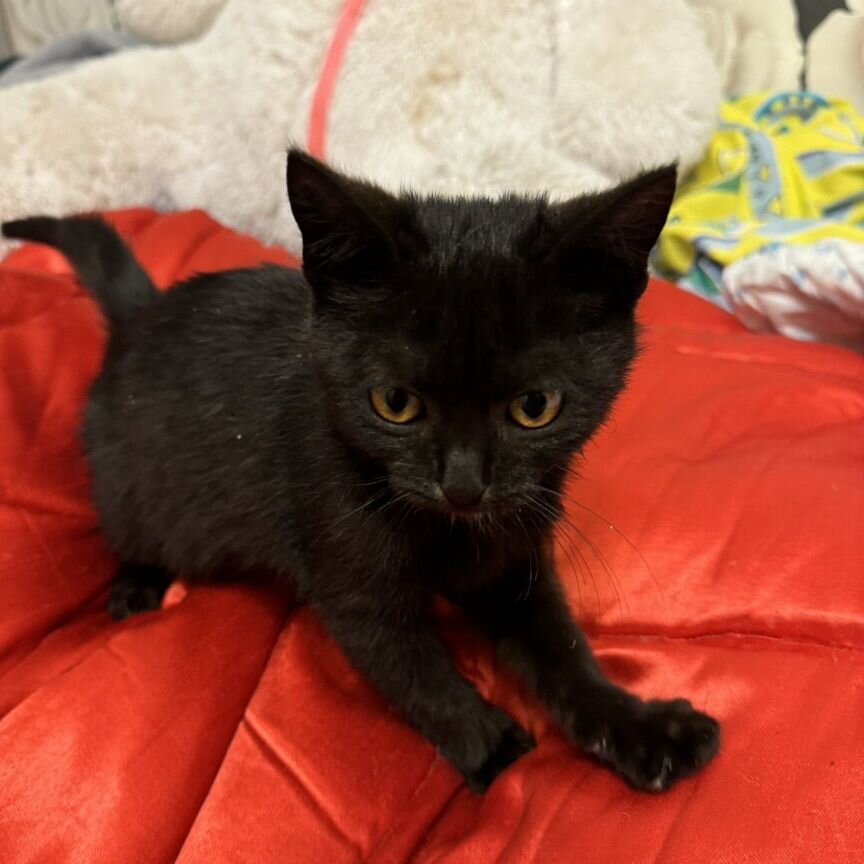 Котята в добрые руки бесплатно шотландец