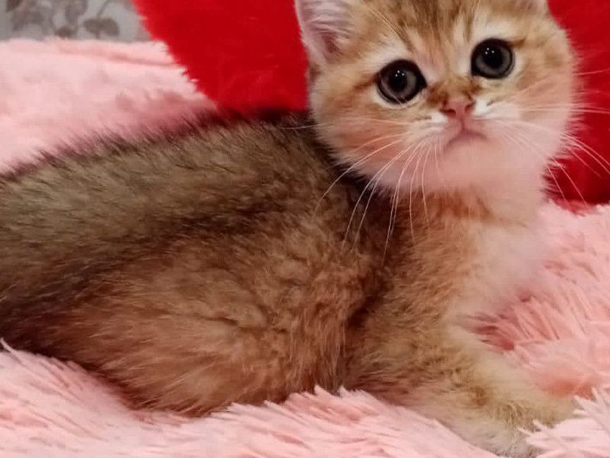 Шотландские золотые очаровашки скоттиш страйт
