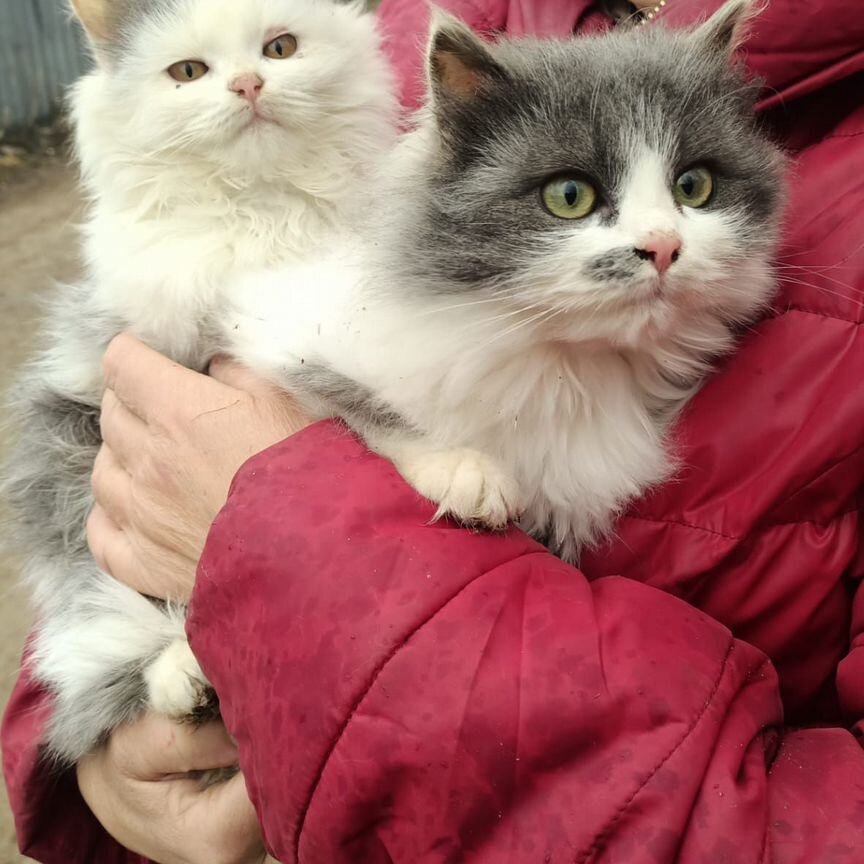 Котята в добрые руки