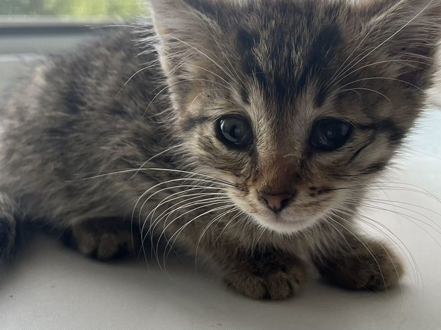 Котенок