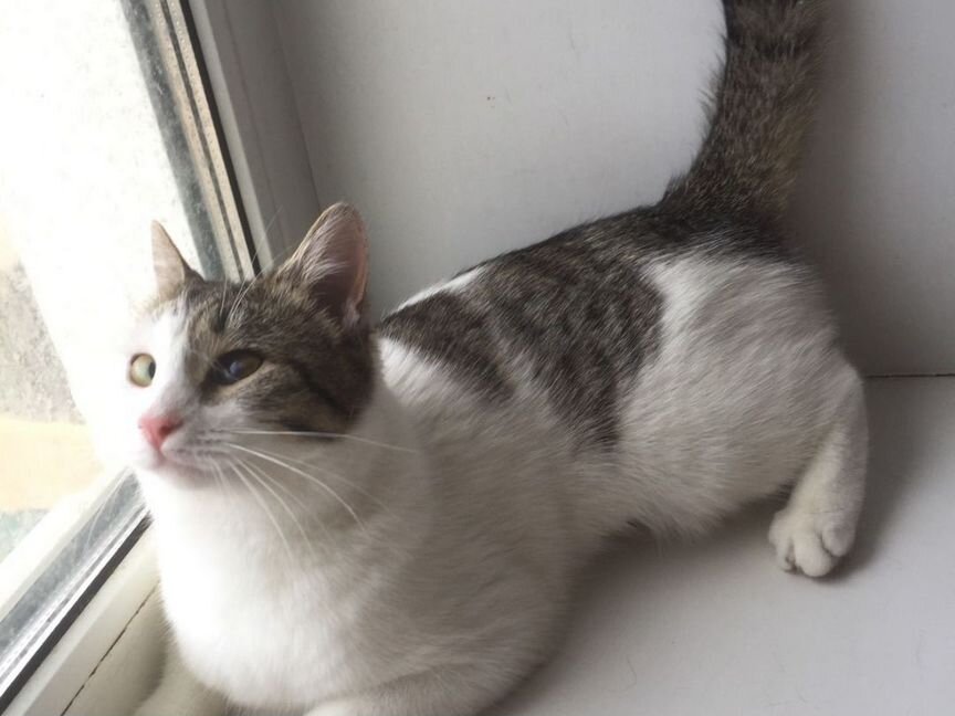 Кошка обнимашка