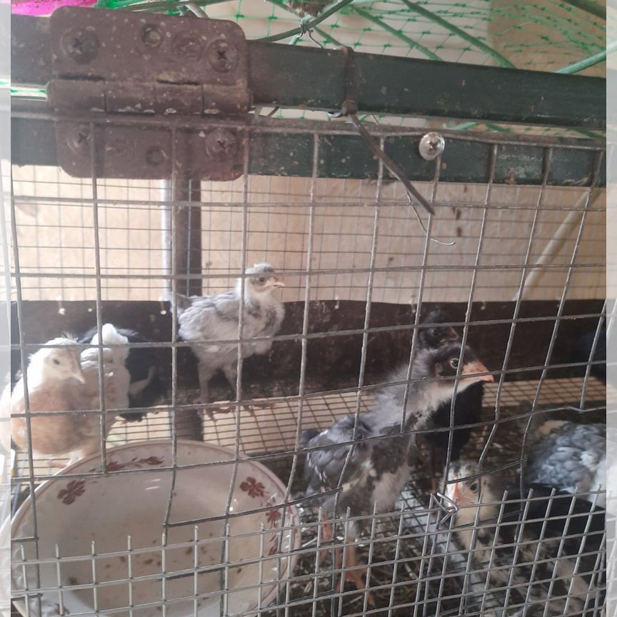 Куры цыплята