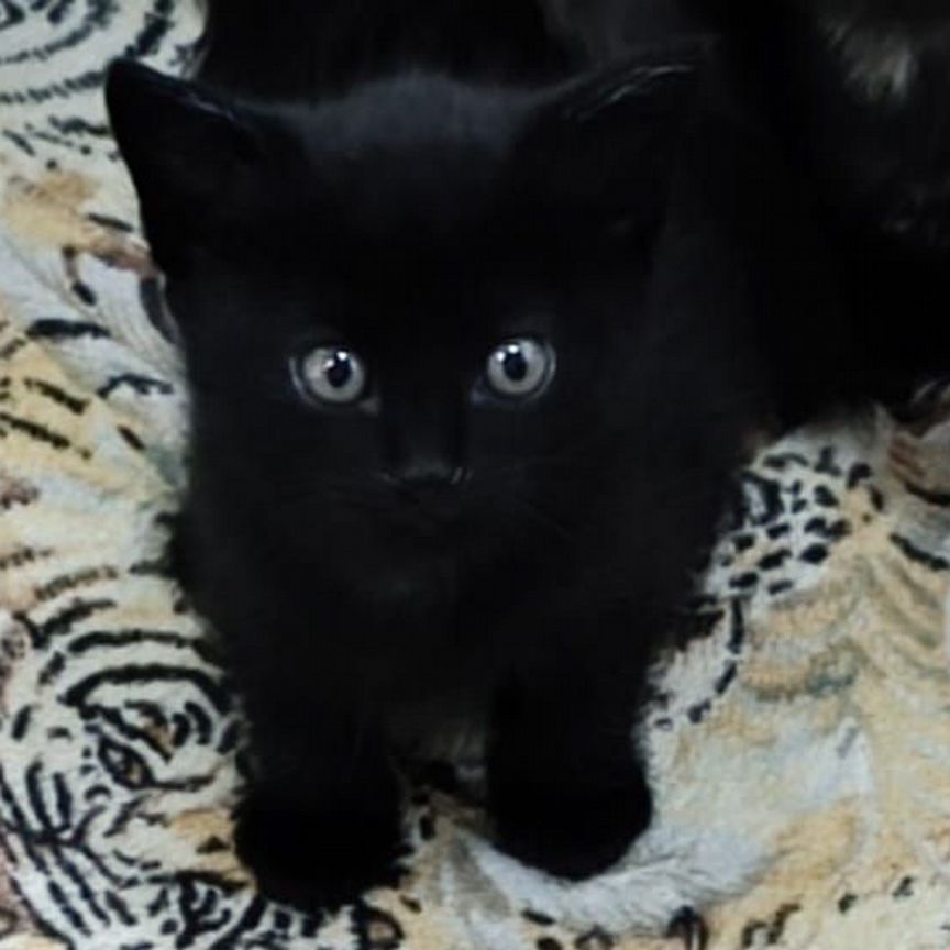 Котенок