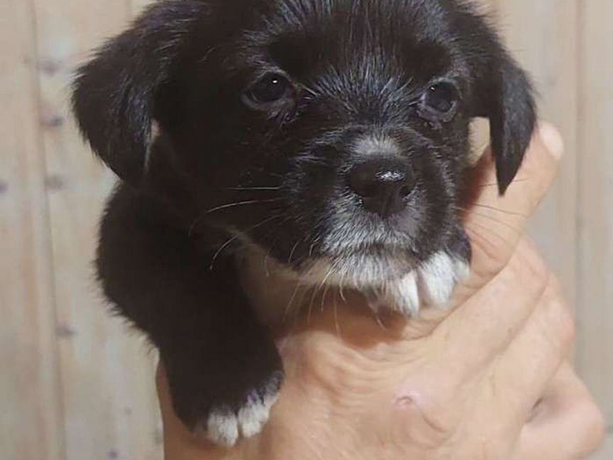 Щенки корги