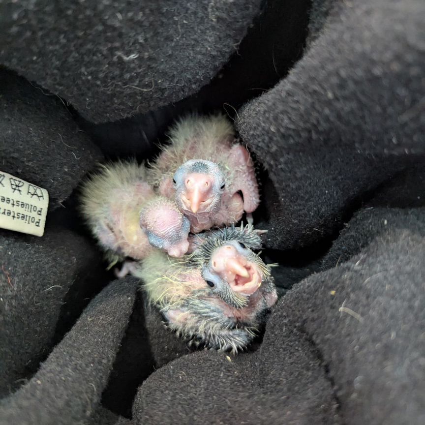 Попугай корелла