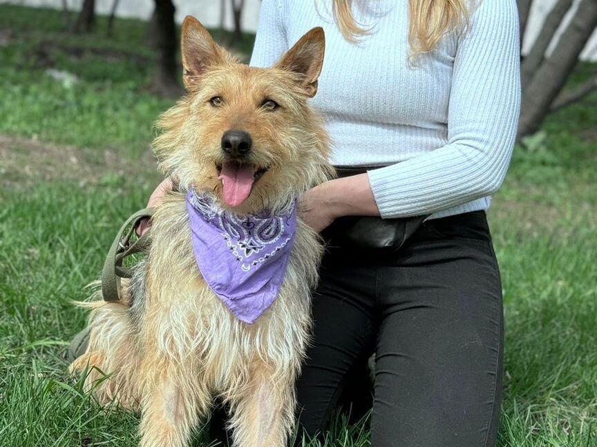 Пёсик Шик. Красавец и умница. Приют Некрасовка