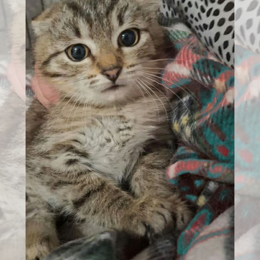 Котенок девочка в поисках семьи