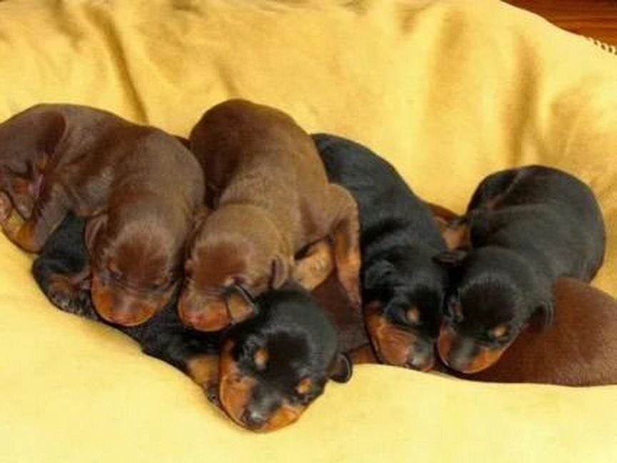 Щенки добермана