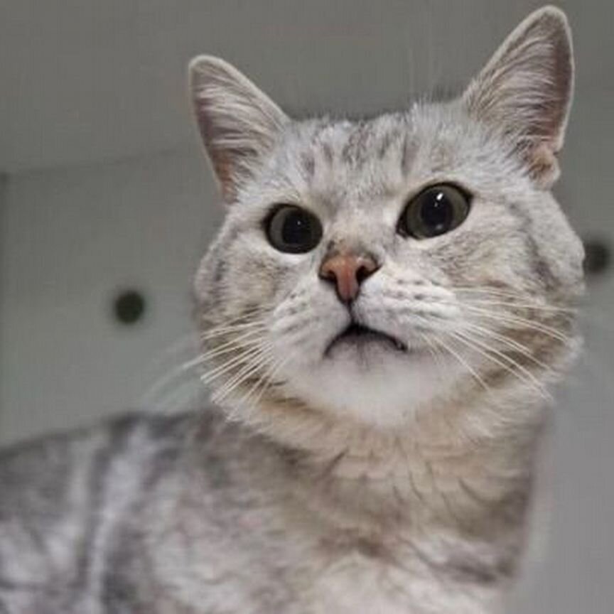 Котейка Себастьян