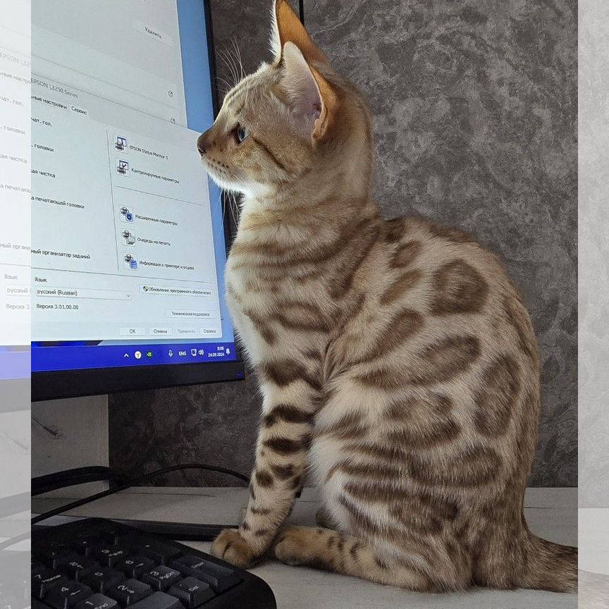 Бенгальская кошка