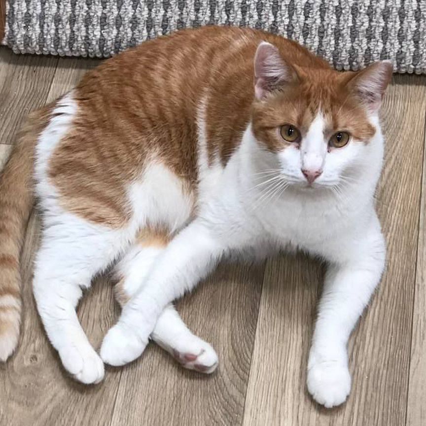 Котик Чеддер