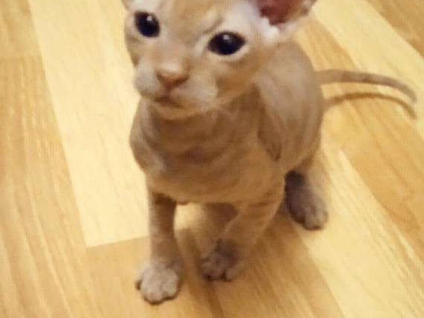 Кошка
