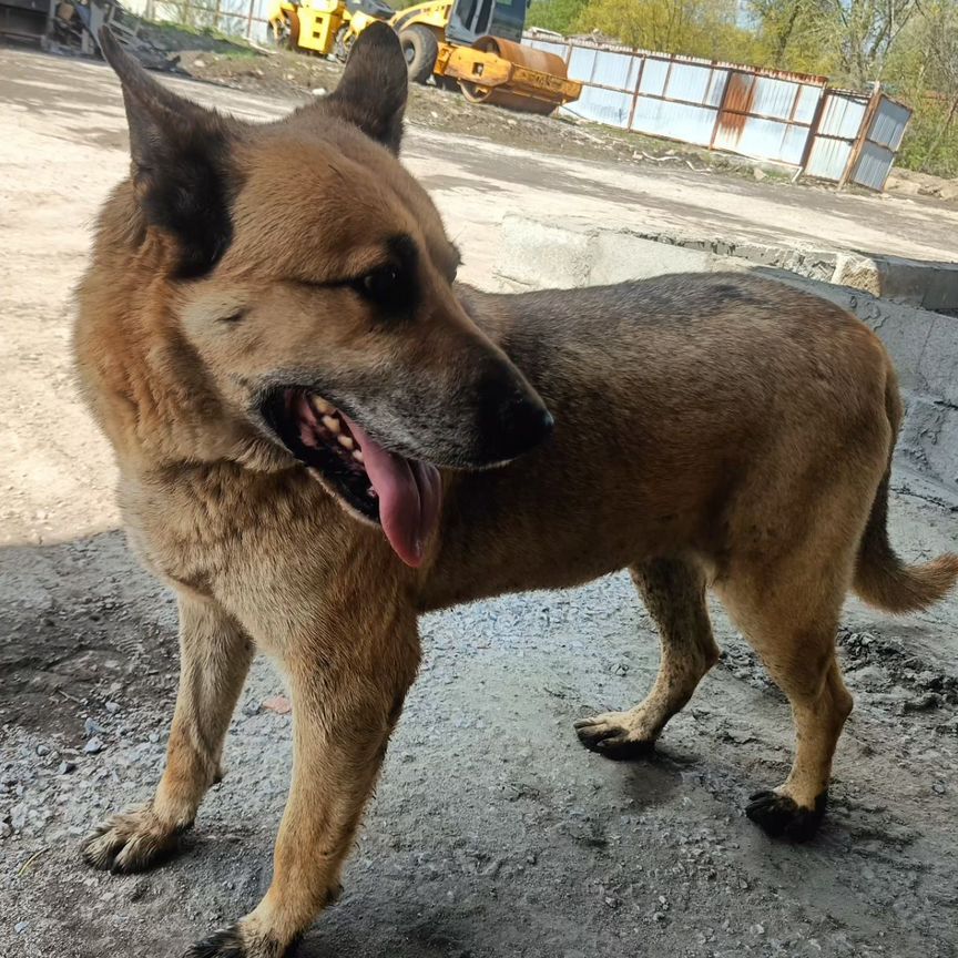 Взрослый пёс в добрые руки