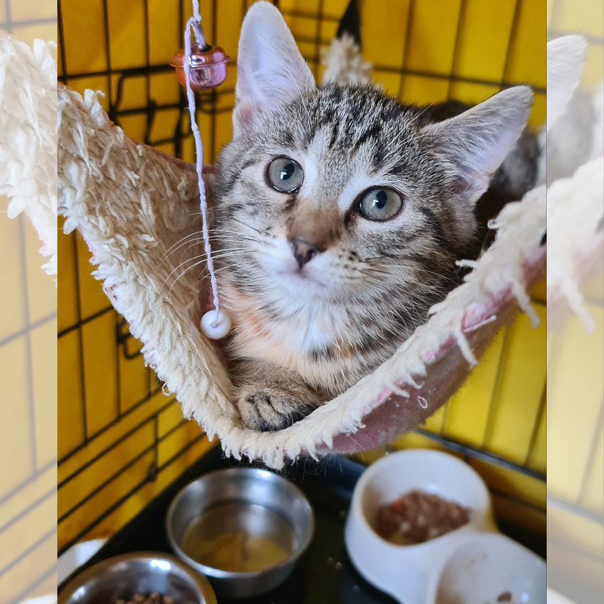 Котёнок в добрые руки
