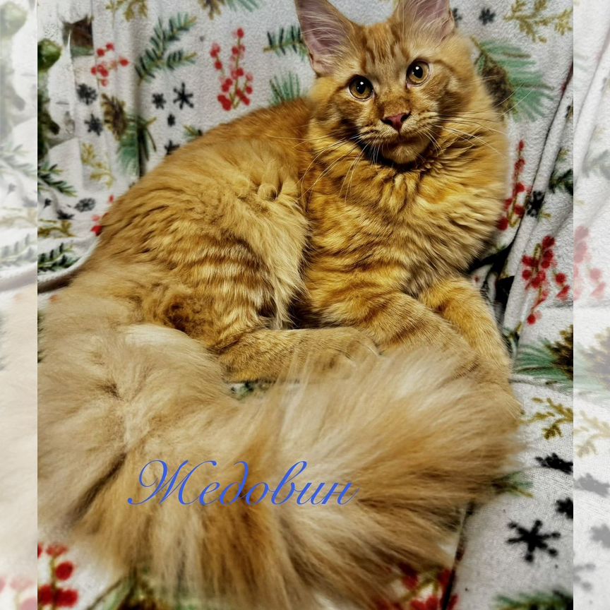 Мейн-кун котёнок