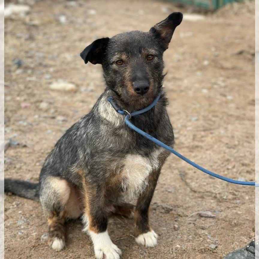 Собака в добрые руки