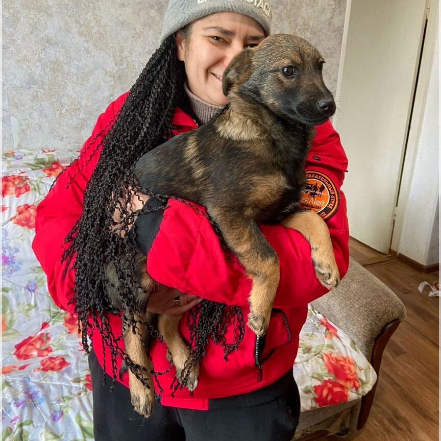 Щенок в добрые руки