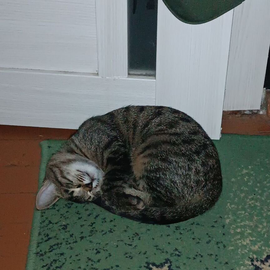 Кошка