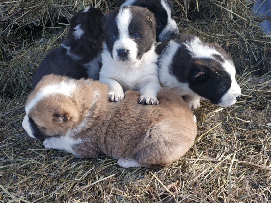 Щенки Алабая