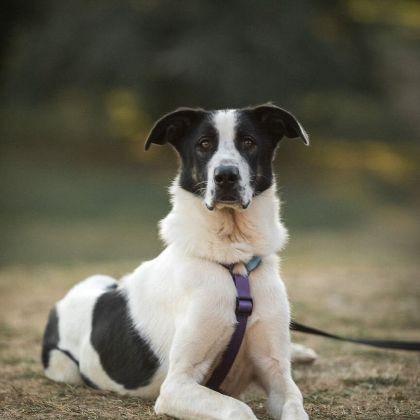 Бонита ищет дом. Собака в добрые руки