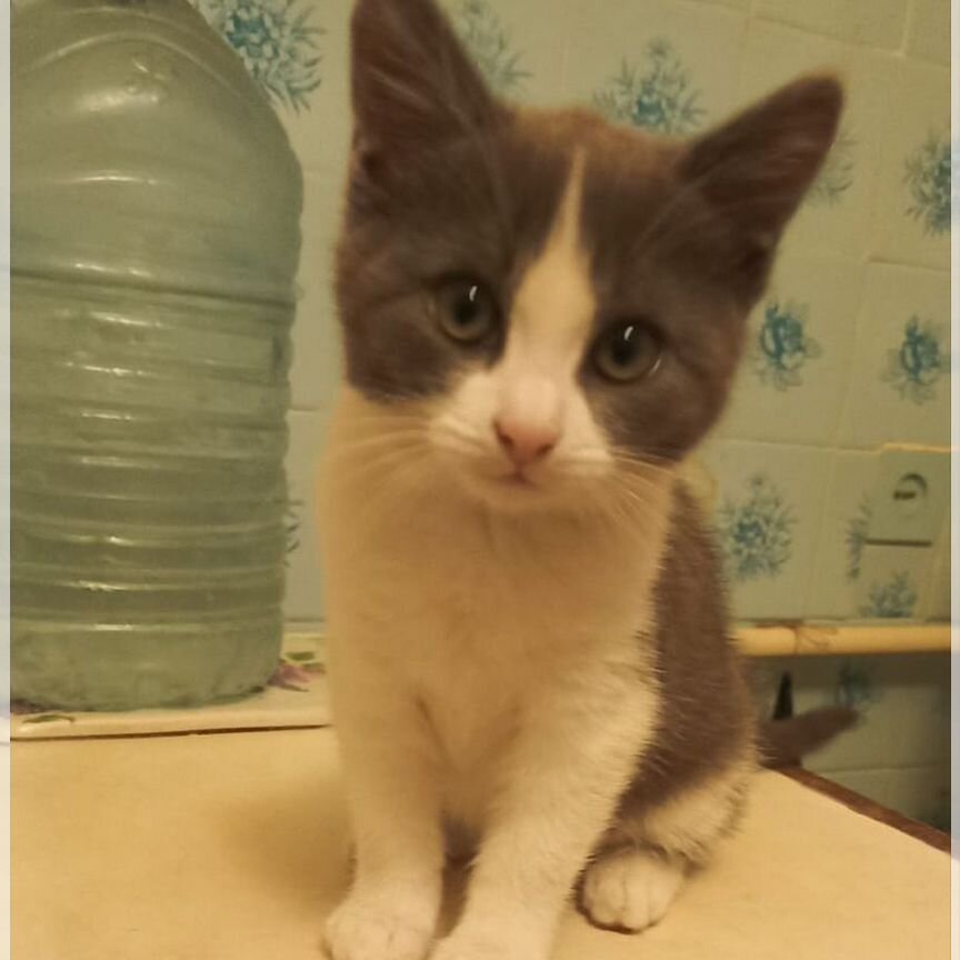 Отдам в добрые руки