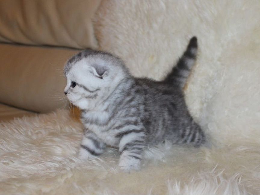 Серебристый черный мрамор котенок