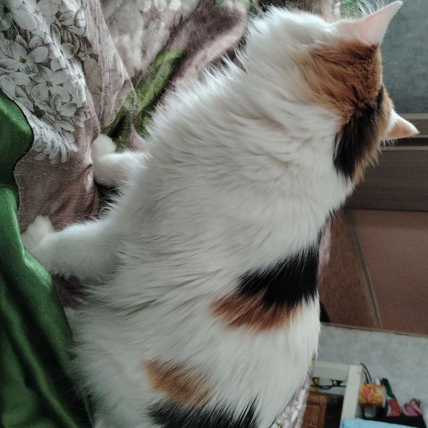 Европейский короткошёрстный котёнок