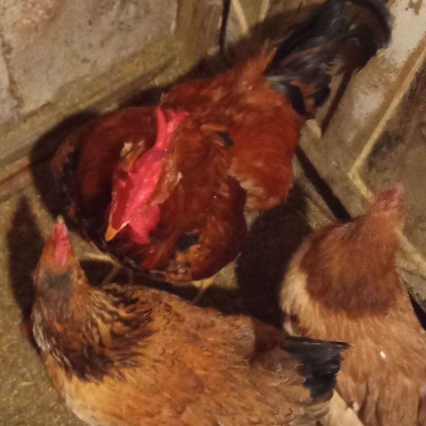 Куры петухи