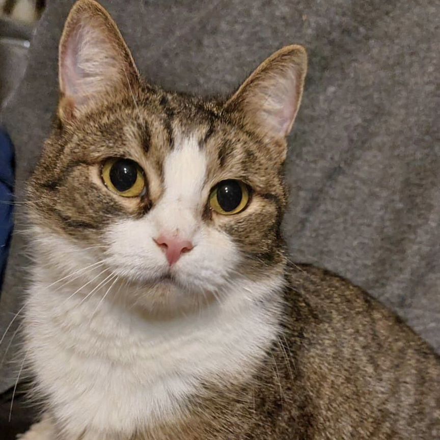 Ласковая Люся ищет дом