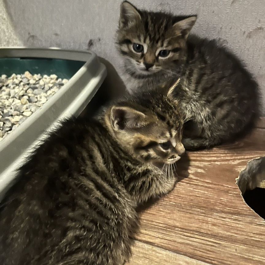 Котята в добрые руки приучены к лотку