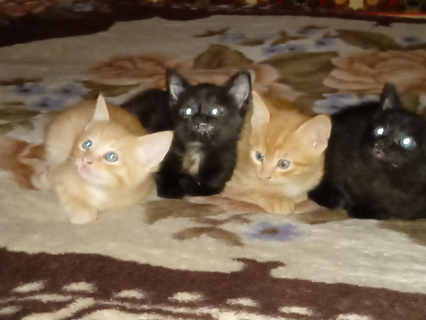 Котята в добрые руки