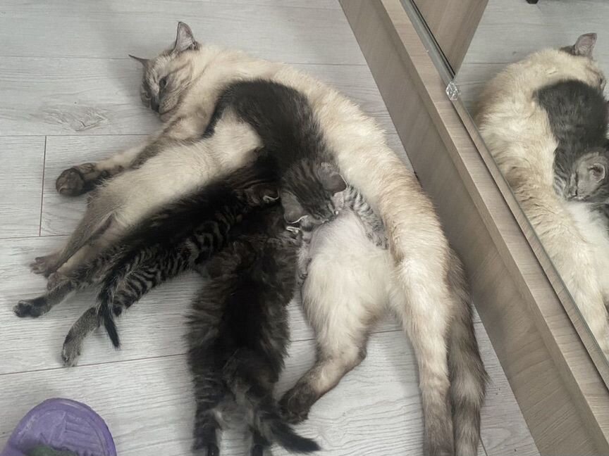 Кошки в добрые руки