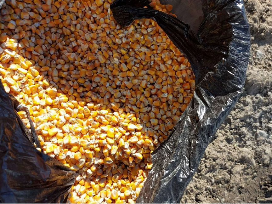 Гречиха, Кормовой овёс корма