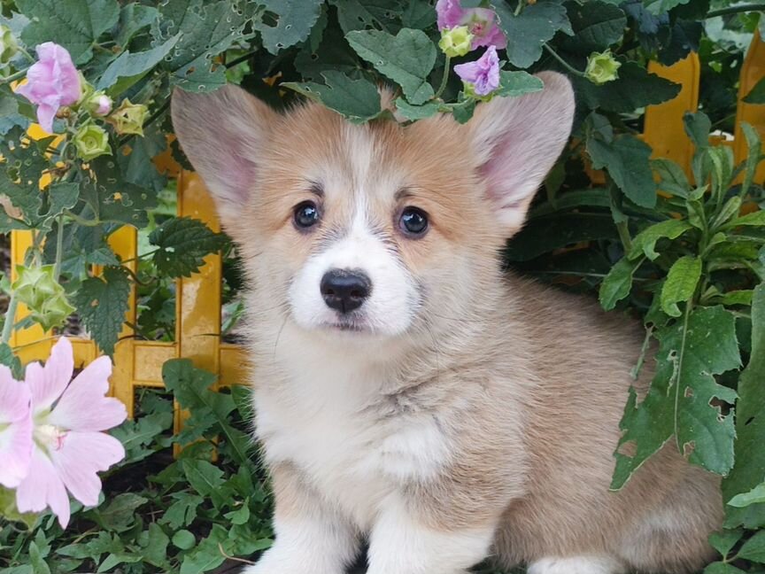 Вельш корги Пемброк щенки РКФ