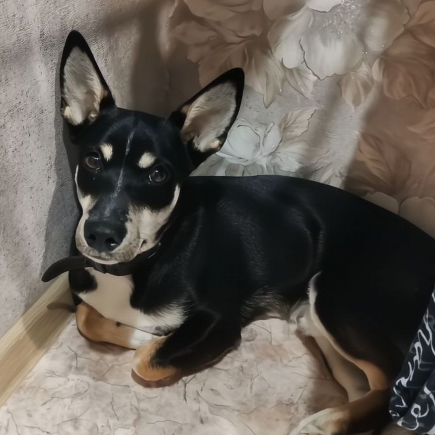 Щенок в добрые руки