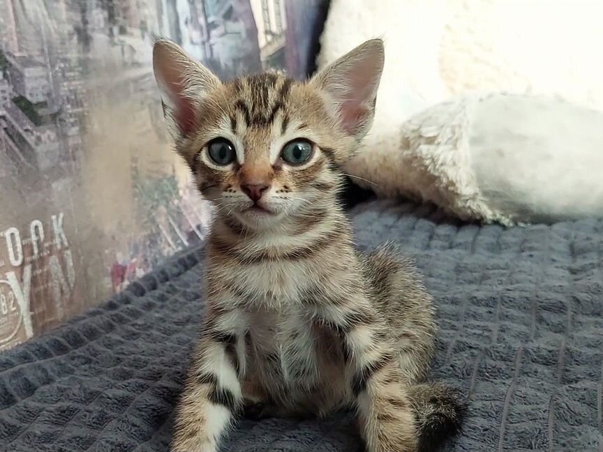 Котенок, мальчик, мама-сиамская