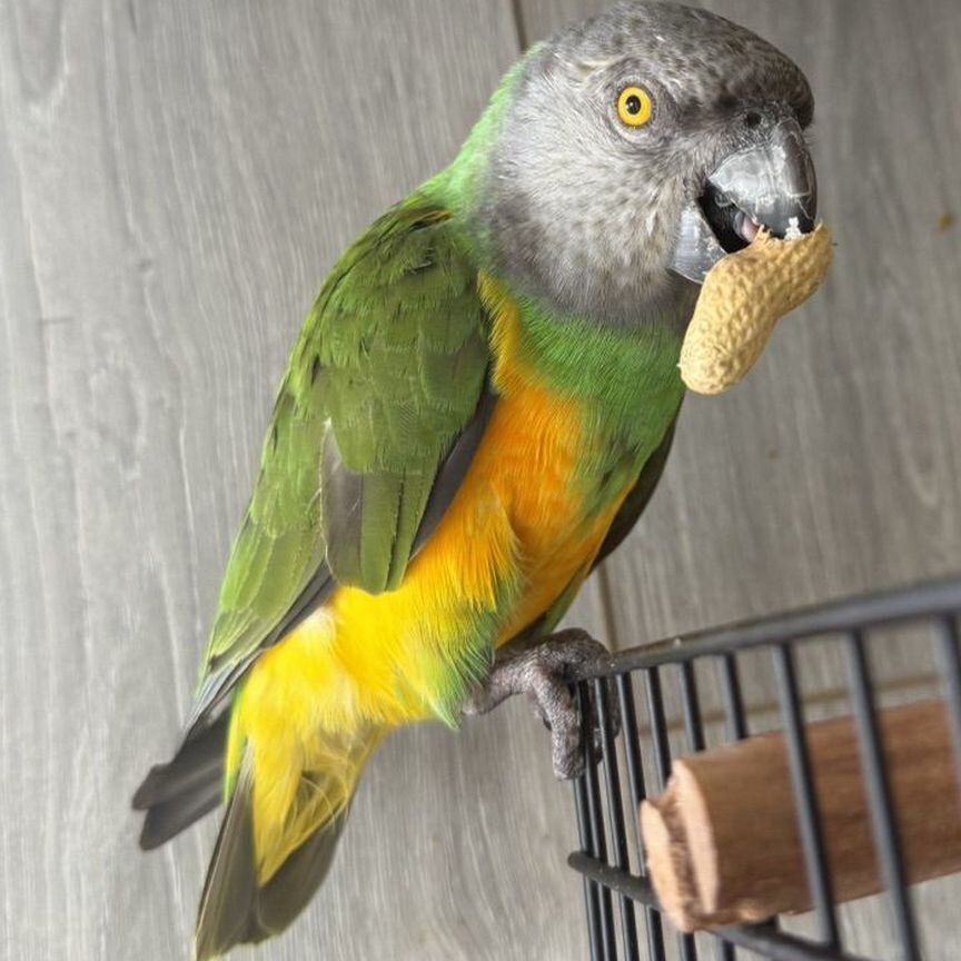 Сенегальский длиннокрылый попугай