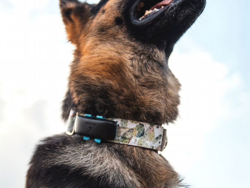 Ошейник для охоты